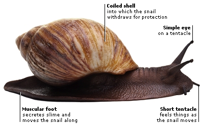 What is the difference between snail and molluscs?