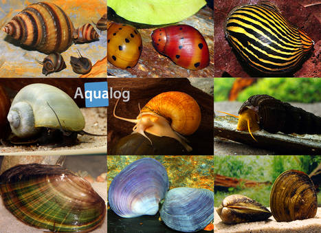 What is the difference between snail and mussel?