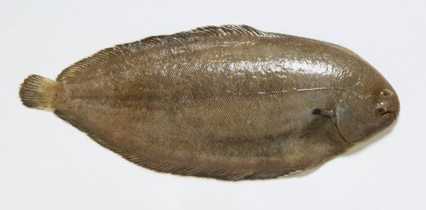 What is the difference between sole and lemon sole?