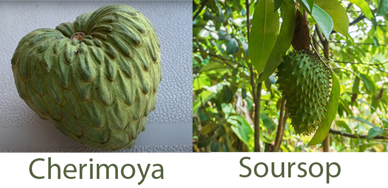 What is the difference between soursop and cherimoya?