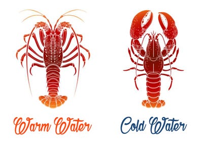 What is the difference between warm and cold water lobster tails?