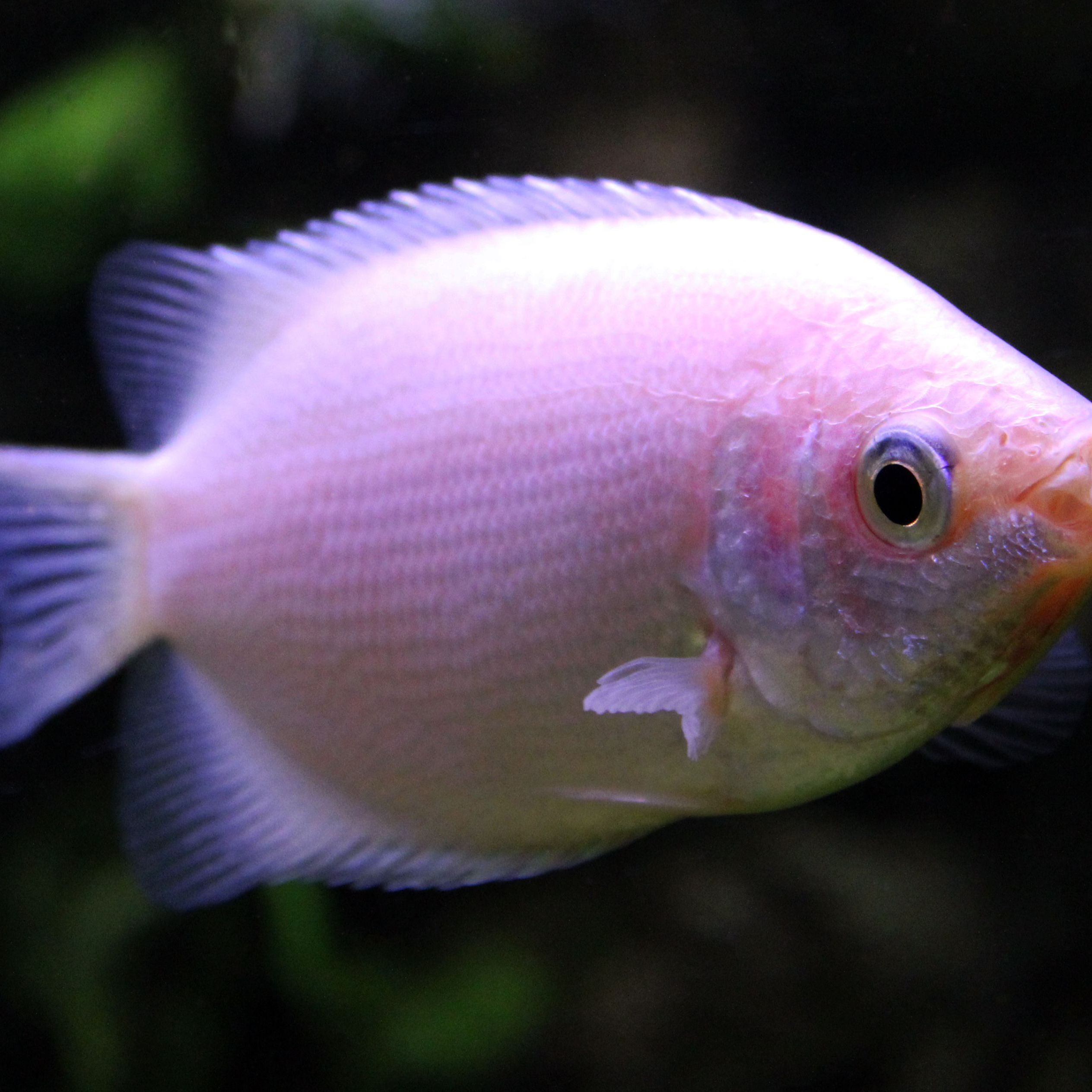 What is the difference between white and pink fish?