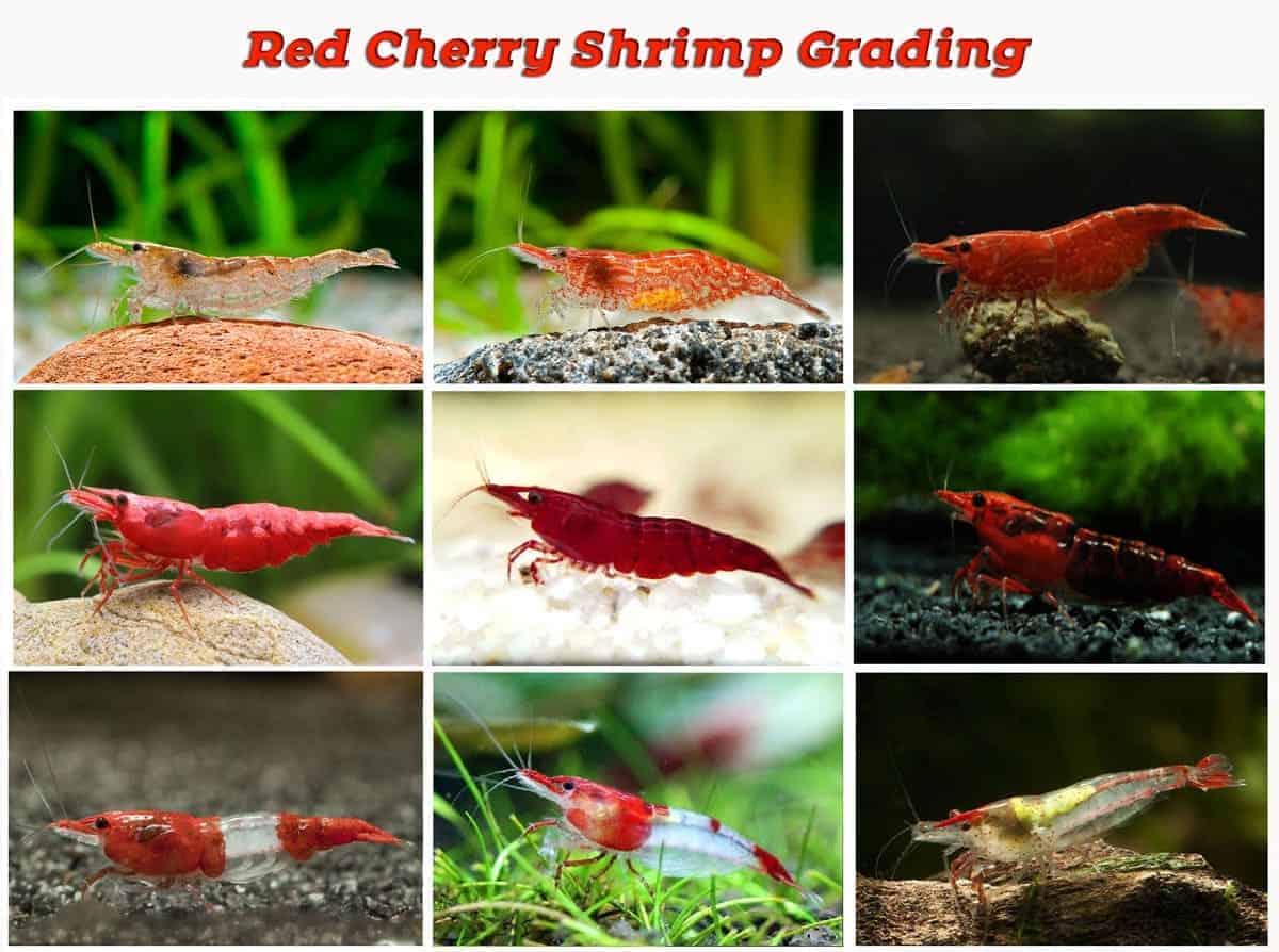 What is the difference between white and red shrimp?