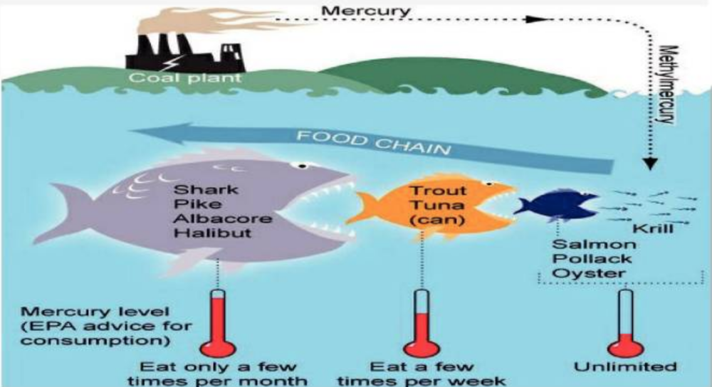 What is the difference in mercury and methylmercury?