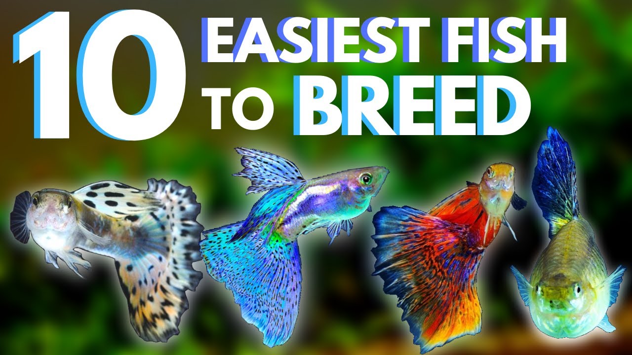What is the easiest fish to breed?