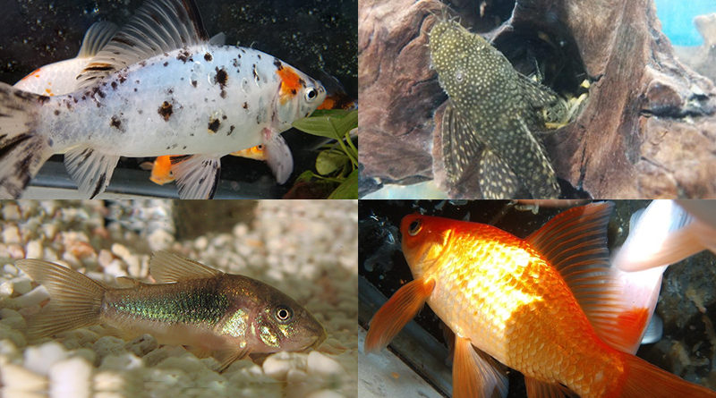 What is the easiest fish to keep alive?