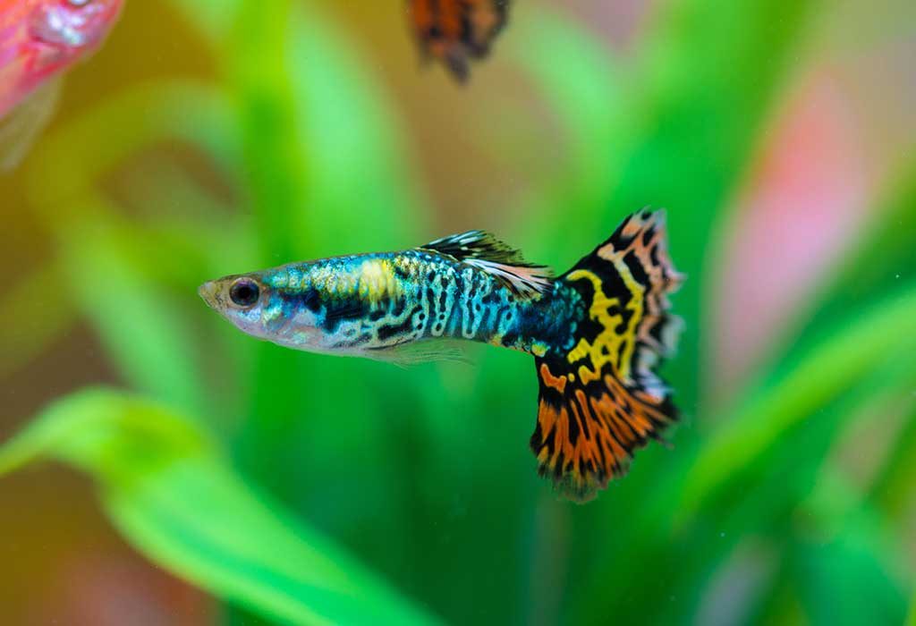 What is the easiest fish to take care of for beginners?