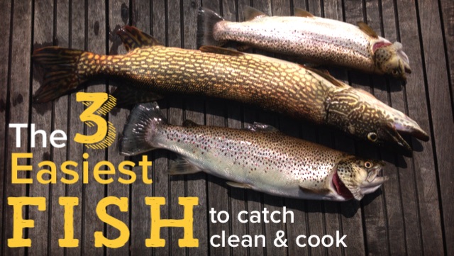 What is the easiest freshwater fish to catch?