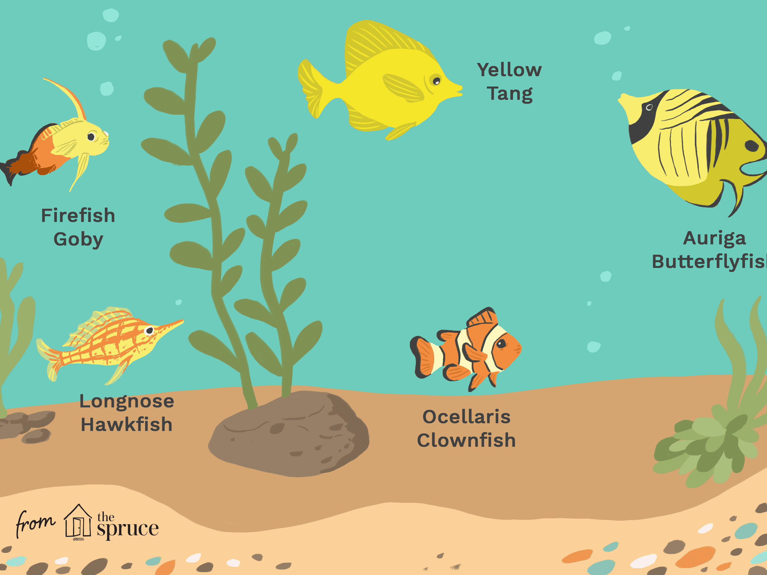 What is the easiest saltwater fish to keep?