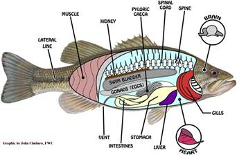 What is the edible part of the fish?