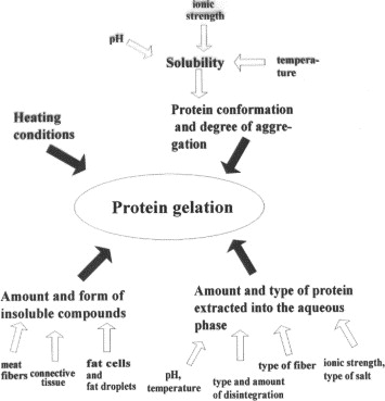 What is the effect of heat on food protein?