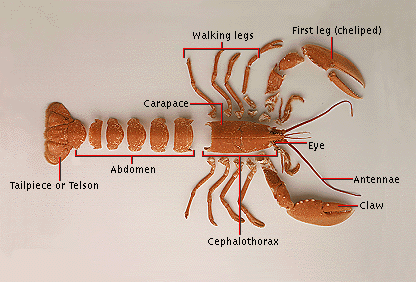 What is the exoskeleton of crayfish made of?