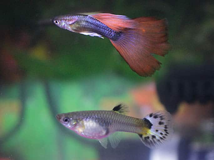 What is the fastest breeding fish?