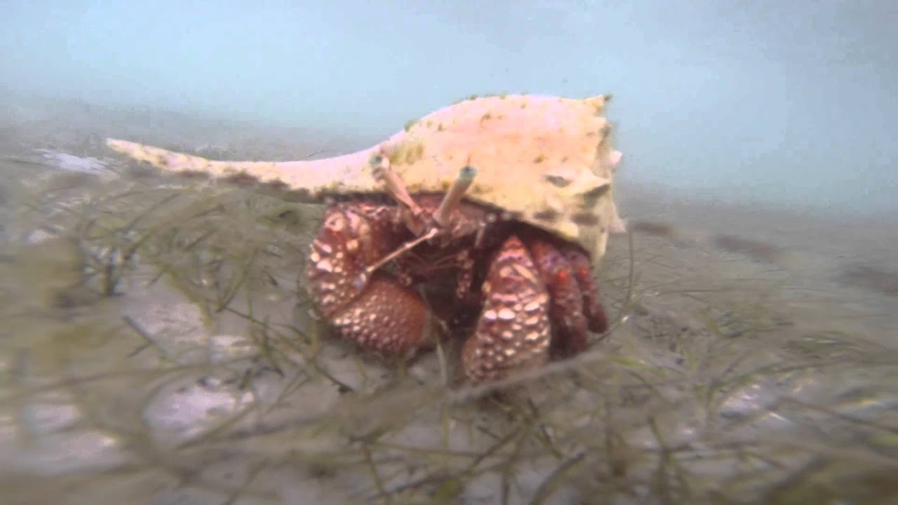 What is the fastest hermit crab?