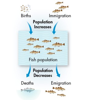 What is the fish population dynamics?