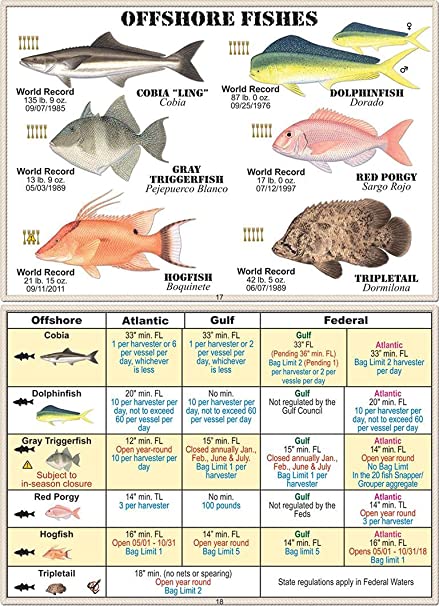 What is the Florida saltwater fish?