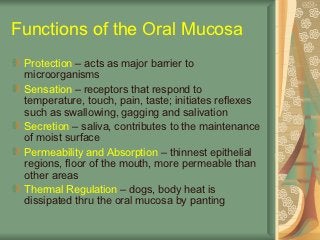 What is the function mucous membrane?