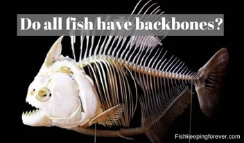 What is the function of back bone in fish?