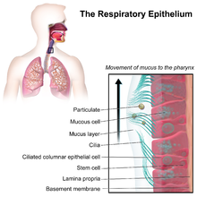 What is the function of mucous in the respiratory system?