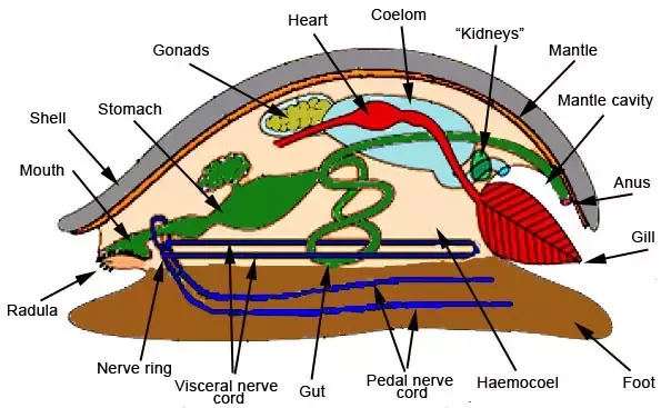 What is the function of the mantle in molluscs that have shells?