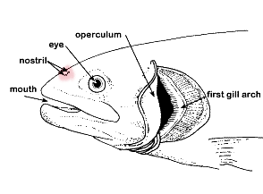 What is the function of the nostril in a fish?