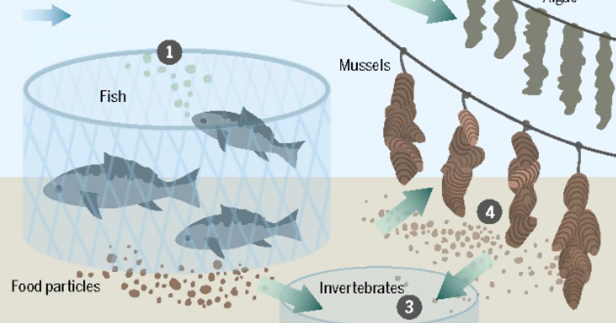 What is the future of fish farming?