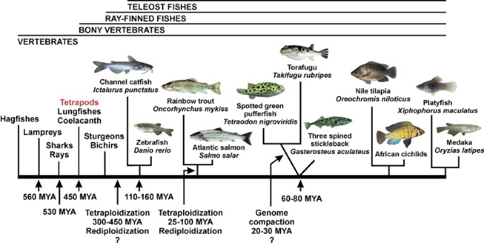 What is the genetic diversity of fishes?