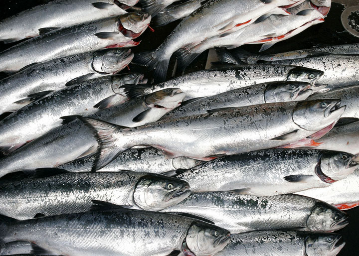 What is the healthiest fish to eat in Alaska?