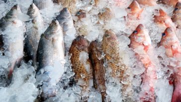 What is the healthiest frozen fish to eat?