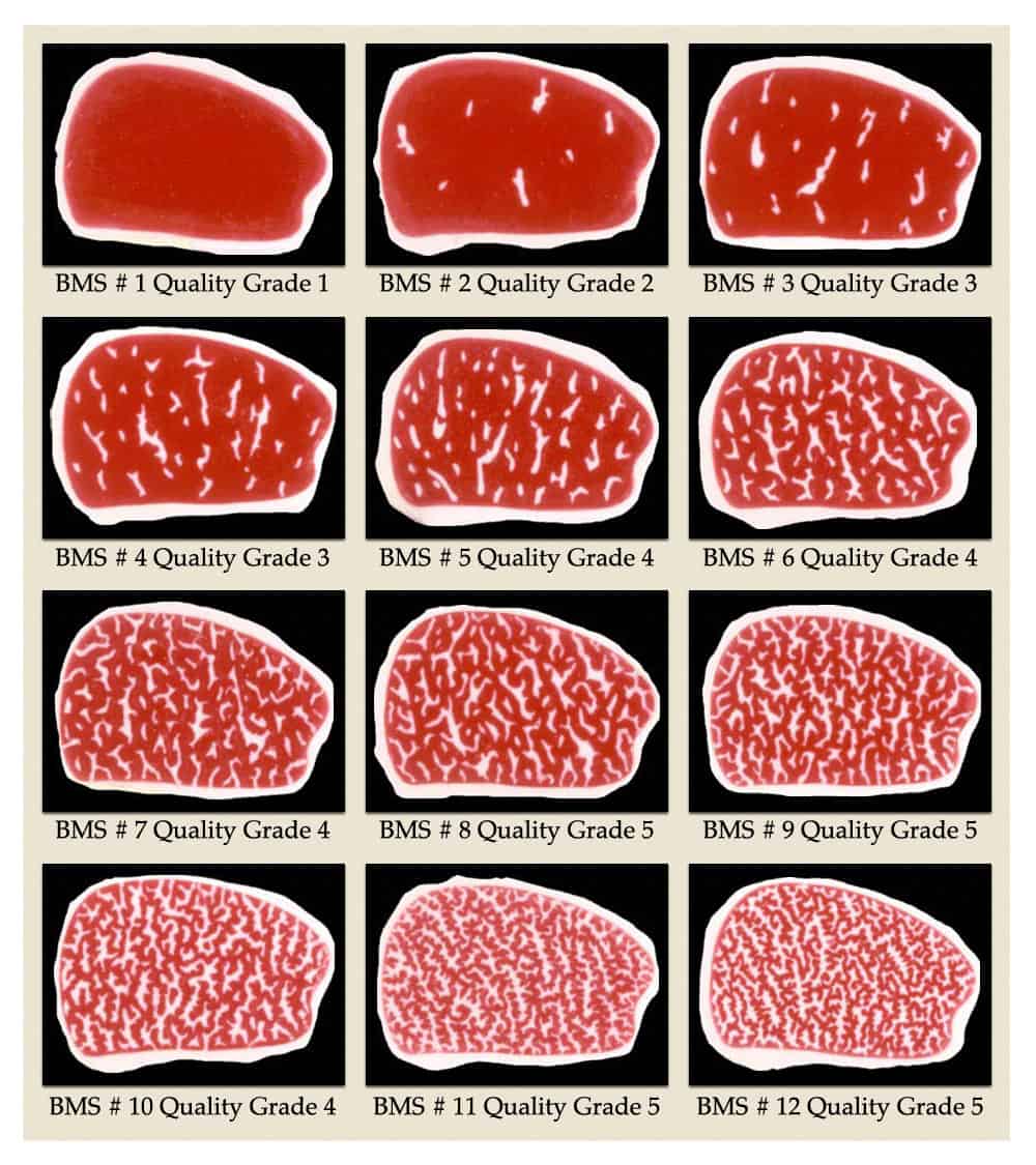 What is the highest quality cut of steak?