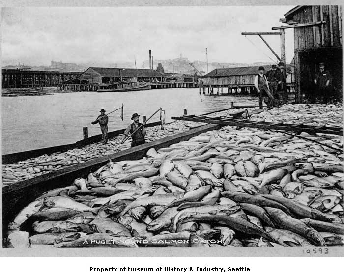 What is the history of salmon fishing in the Pacific Northwest?