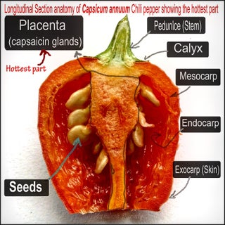 What is the hottest part of a chili?