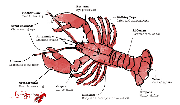 What is the inside of a lobster called?