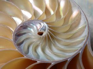 What is the inside of a seashell called?