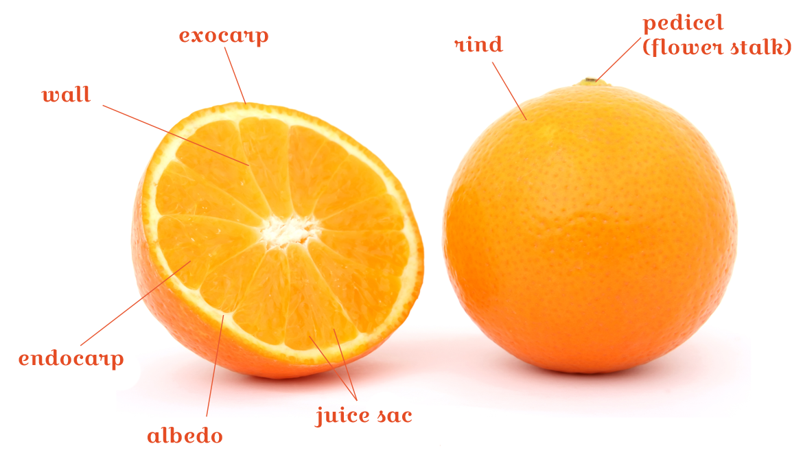 What is the inside of an orange peel called?