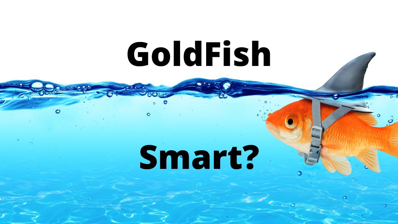 What is the IQ of a fish?