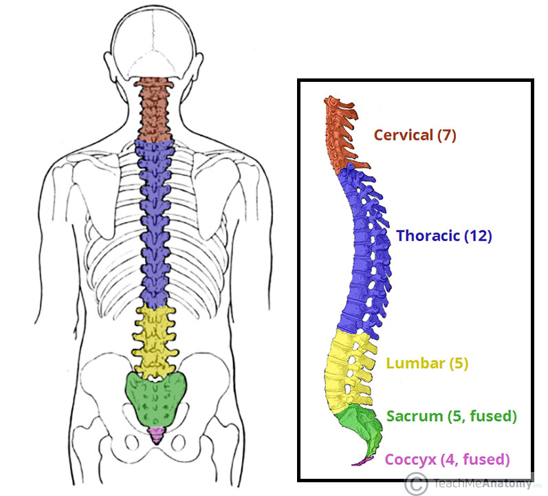 What is the job of the vertebrae?