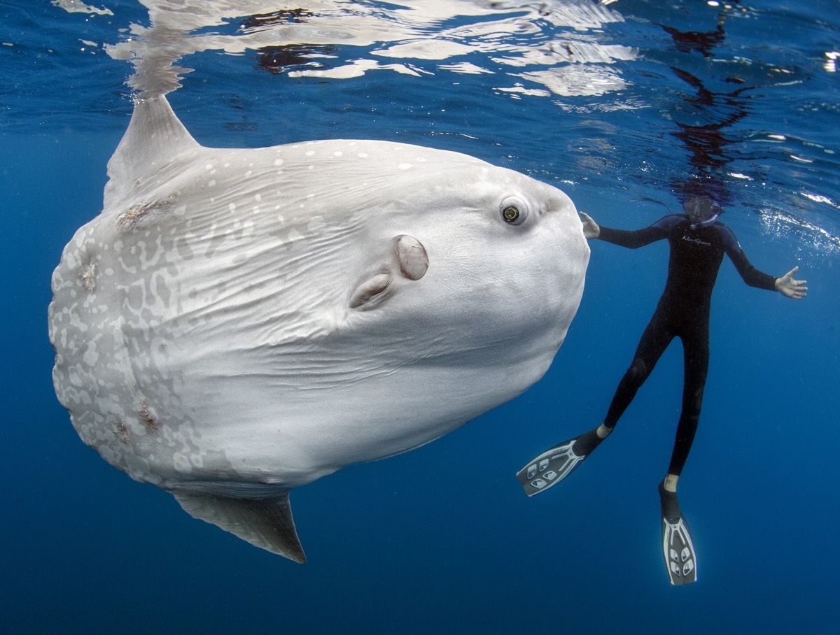 What is the largest bony fish?