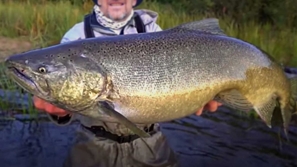 What is the largest Chinook salmon ever caught?