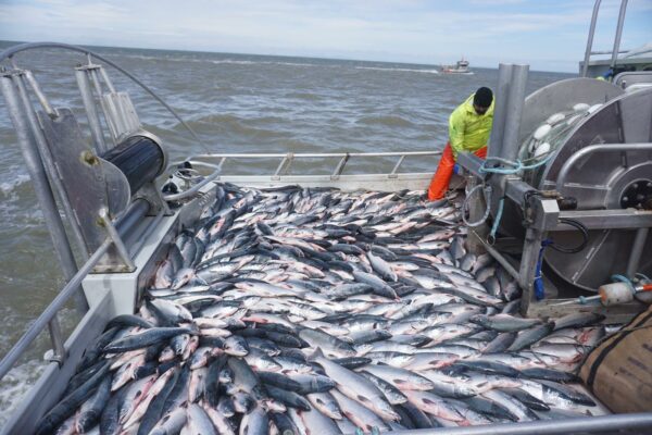 What is the largest fishery in Alaska?