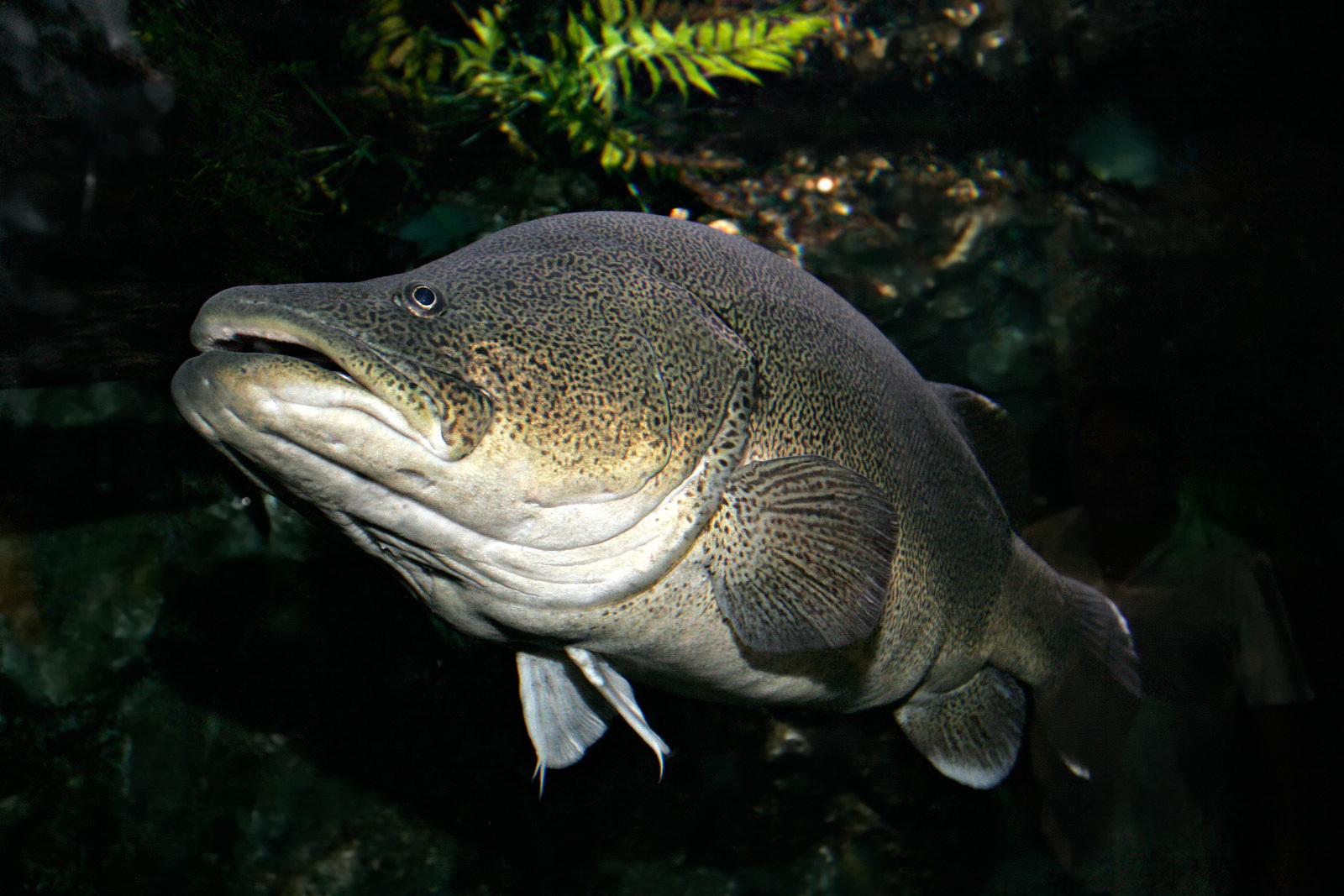 What is the largest freshwater fish in Australia?