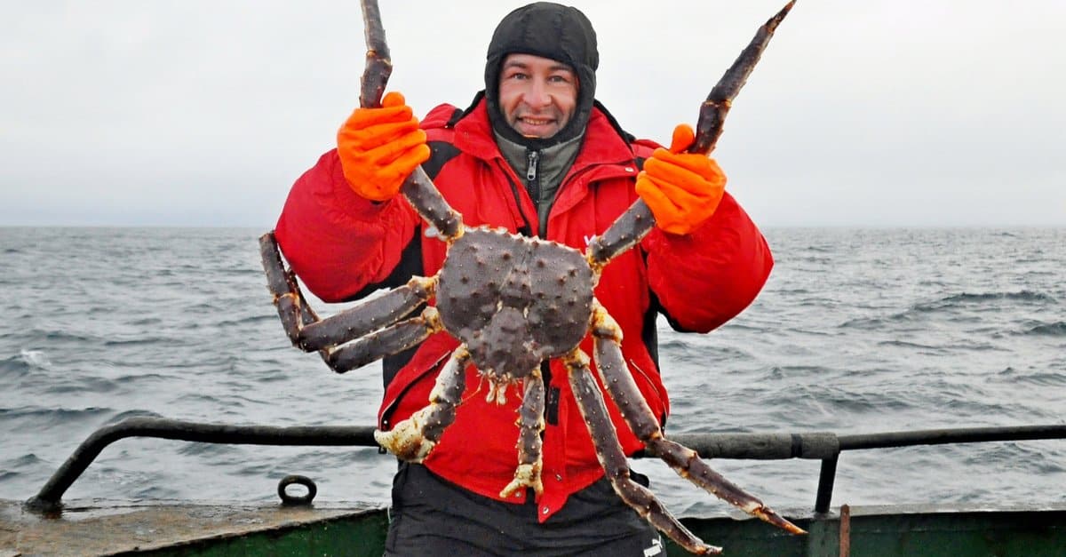 What is the largest king crab ever caught?