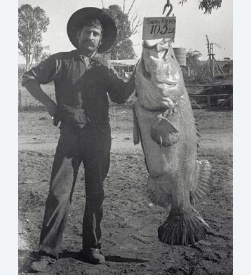 What is the largest Murray Cod ever caught?