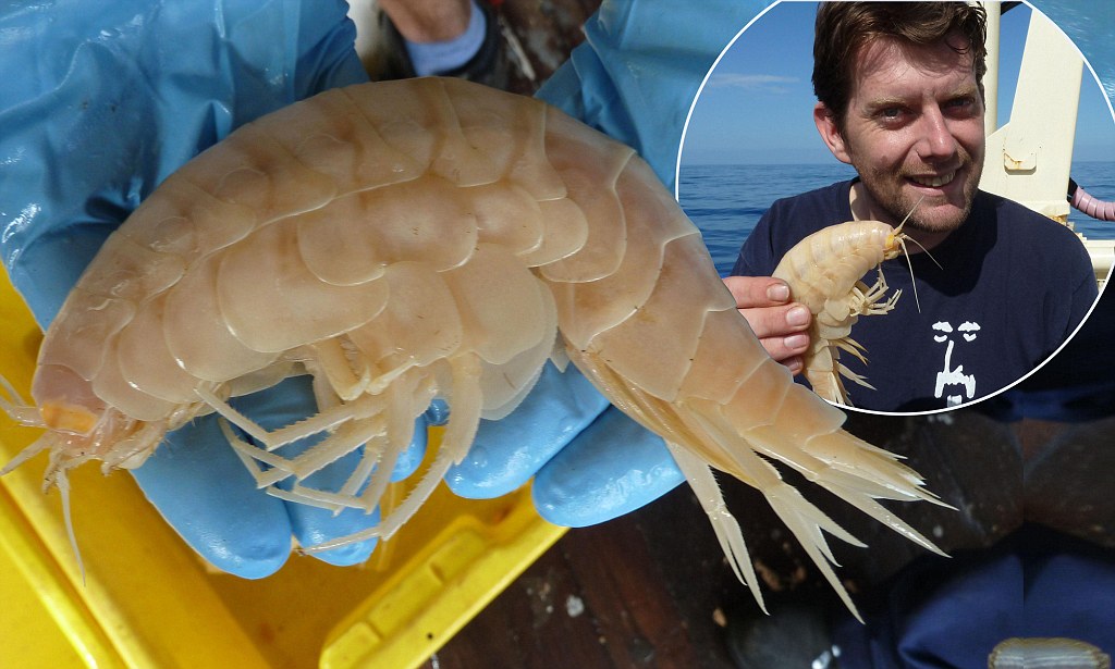 What is the largest prawn?