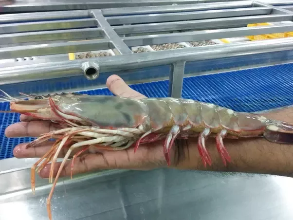 What is the largest shrimp you can buy?