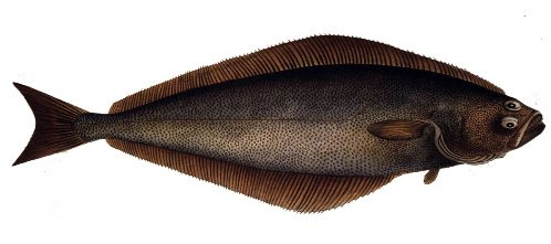 What is the largest species of flatfish?