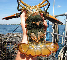 What is the largest species of lobster?