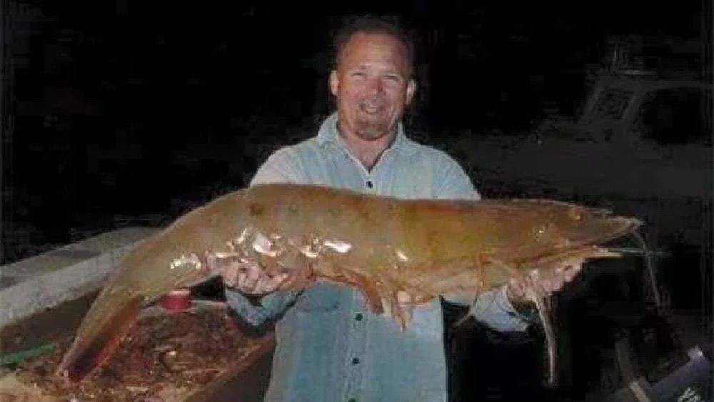 What is the largest species of shrimp?