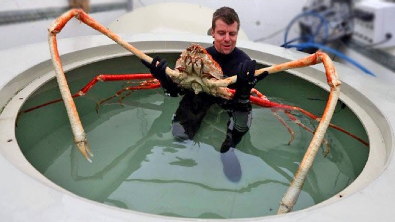 What is the largest spider crab ever recorded?