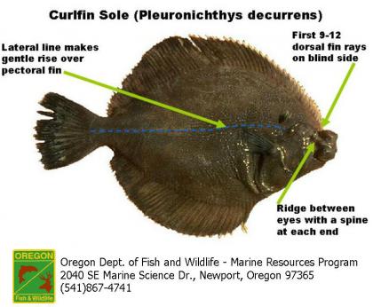 What is the legal size for halibut in California?